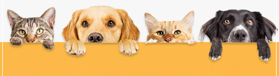 Buy All For Paws: Lifestyle Pet Products | Shop Now on Maryam's Pet